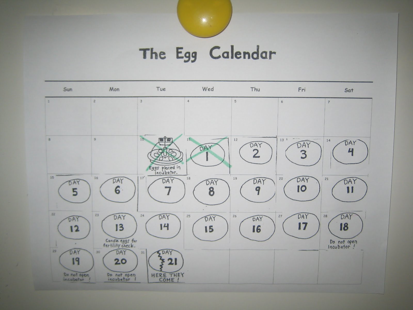 Mrs. Summers Kindergarten Blog: The Chick Eggs Are HERE!!!