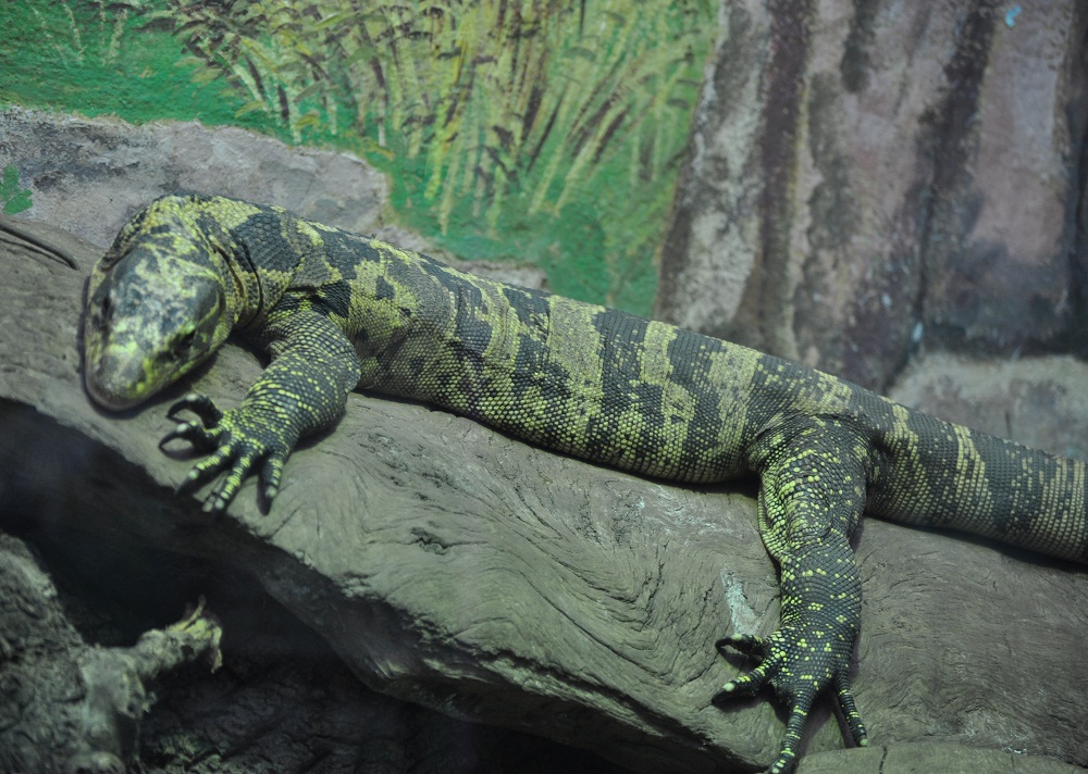 ZOOTOGRAFIANDO (6.100 ANIMALS): VARANO ACUÁTICO FILIPINO / MINDANAO ...