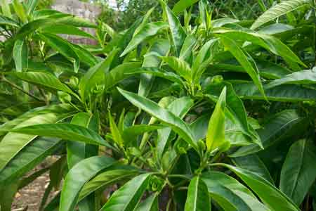 MEDICINAL PLANTS: Shurb type