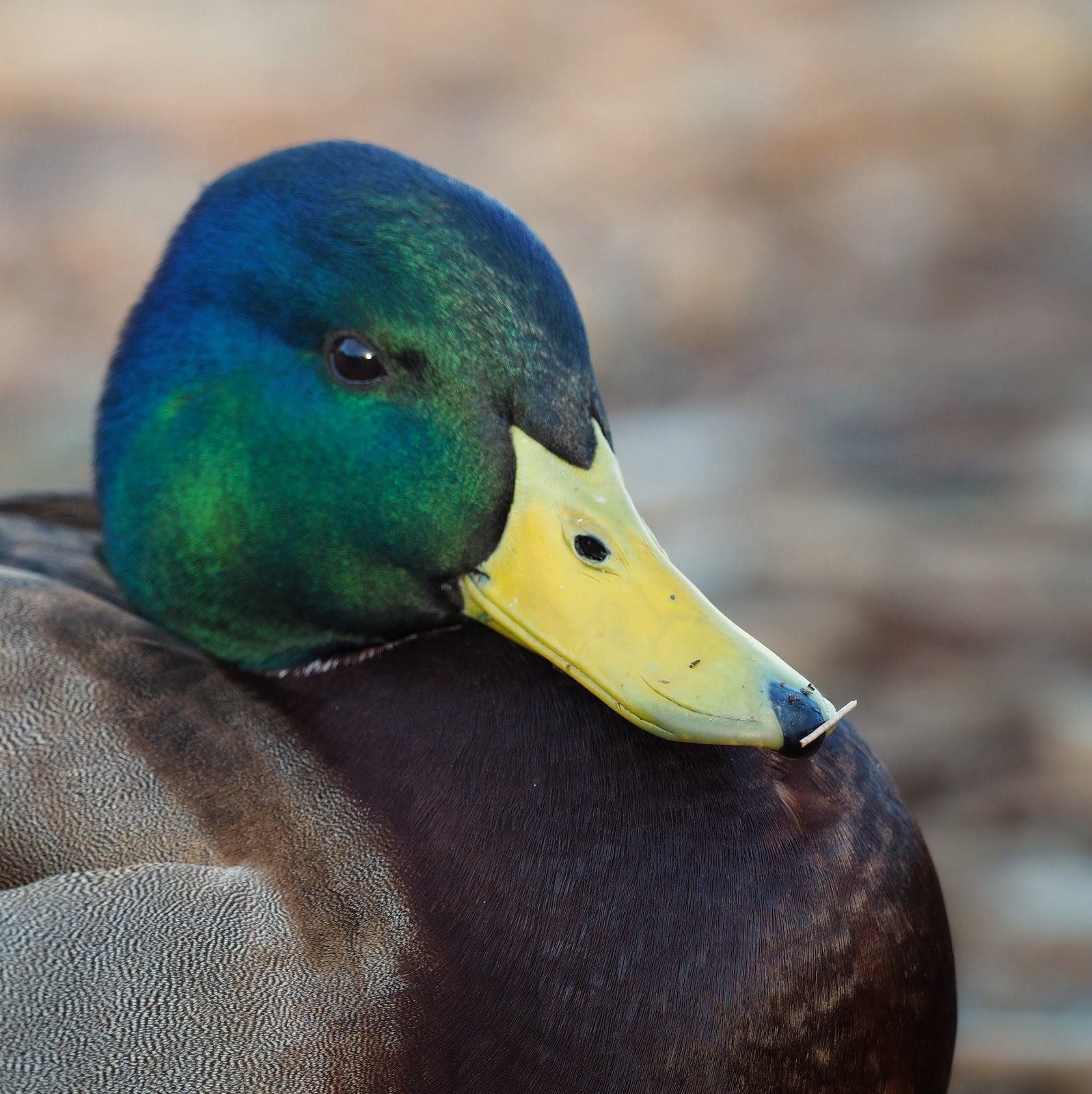 It’s all about the eyes: 5 rules for better bird photos