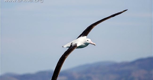 Argentina nativa: Albatros real del norte (Diomedea sanfordi)