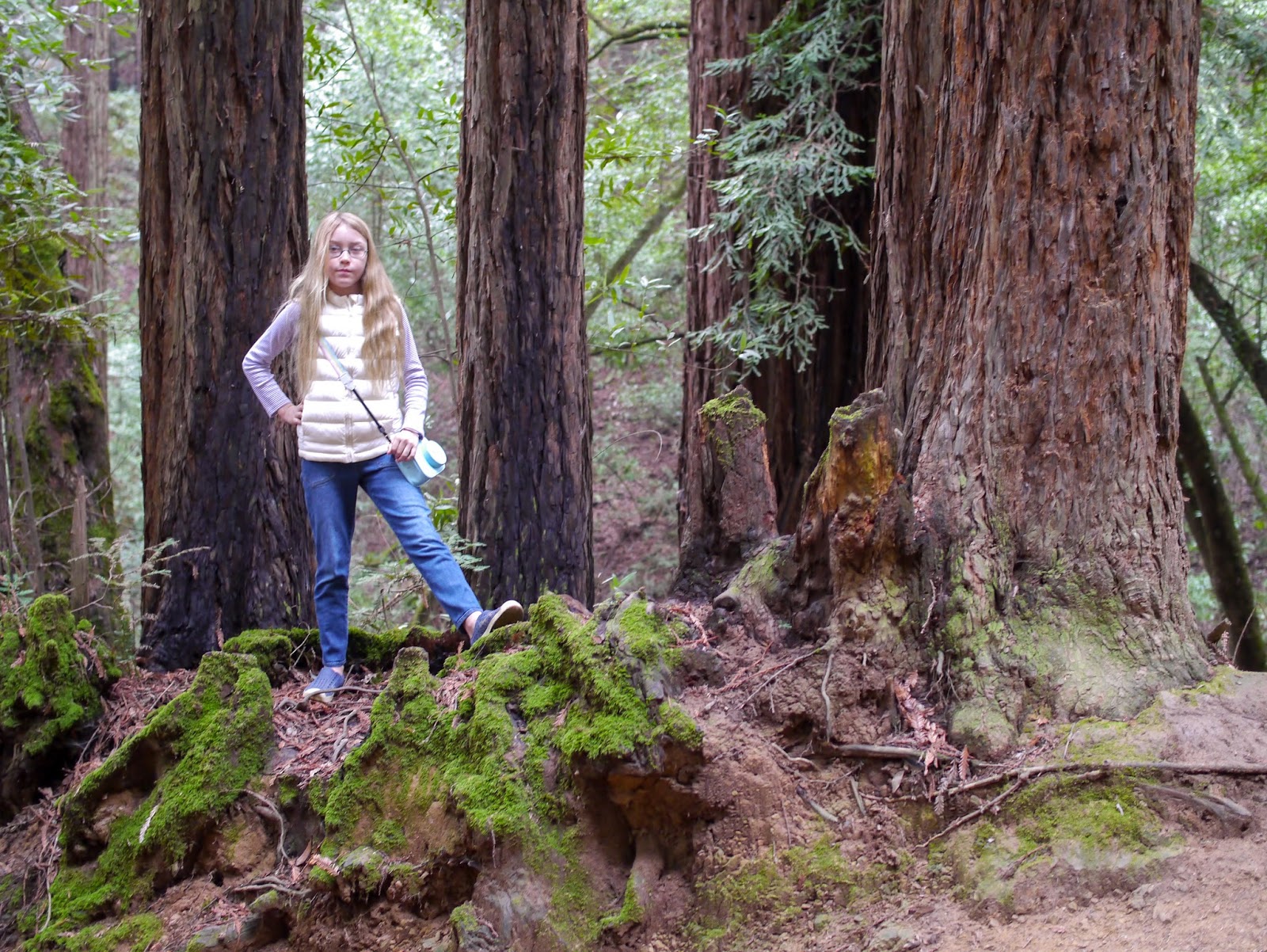Little Hiccups: Ladybug Migration at Redwood Regional Park