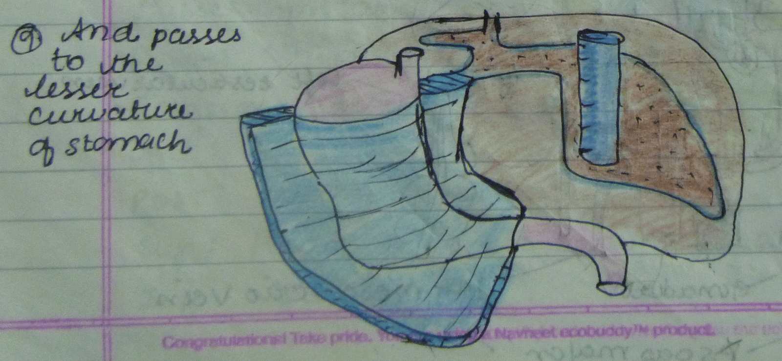 Medicowesome: Peritoneal ligaments of liver