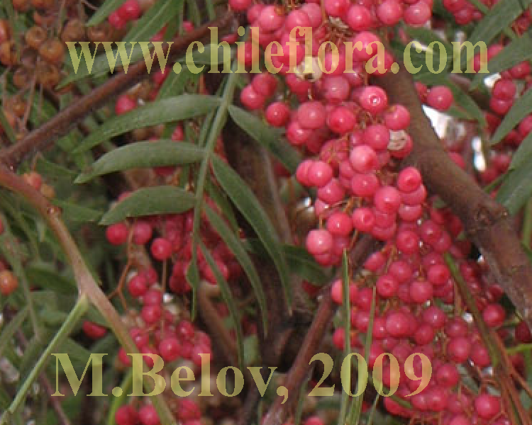 Argentina nativa: Molle blanco (Schinus molle)