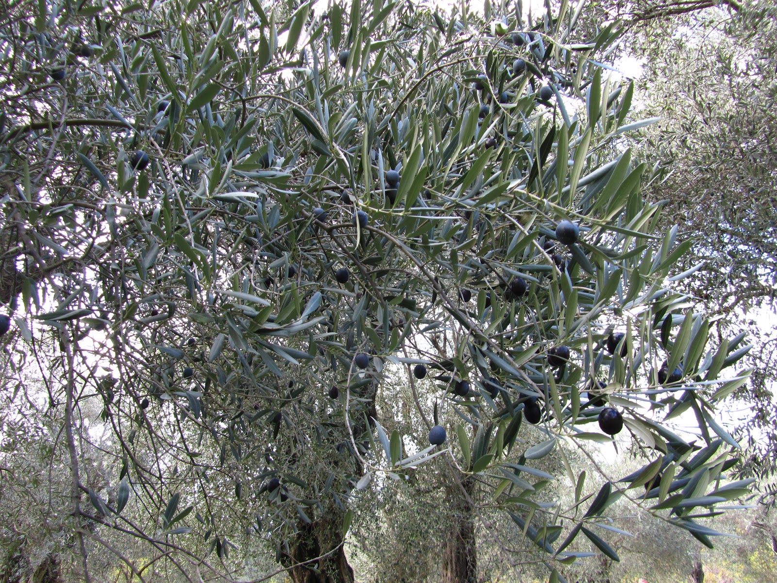 Amfissa Olives- Mamarelis Estates: Pictures