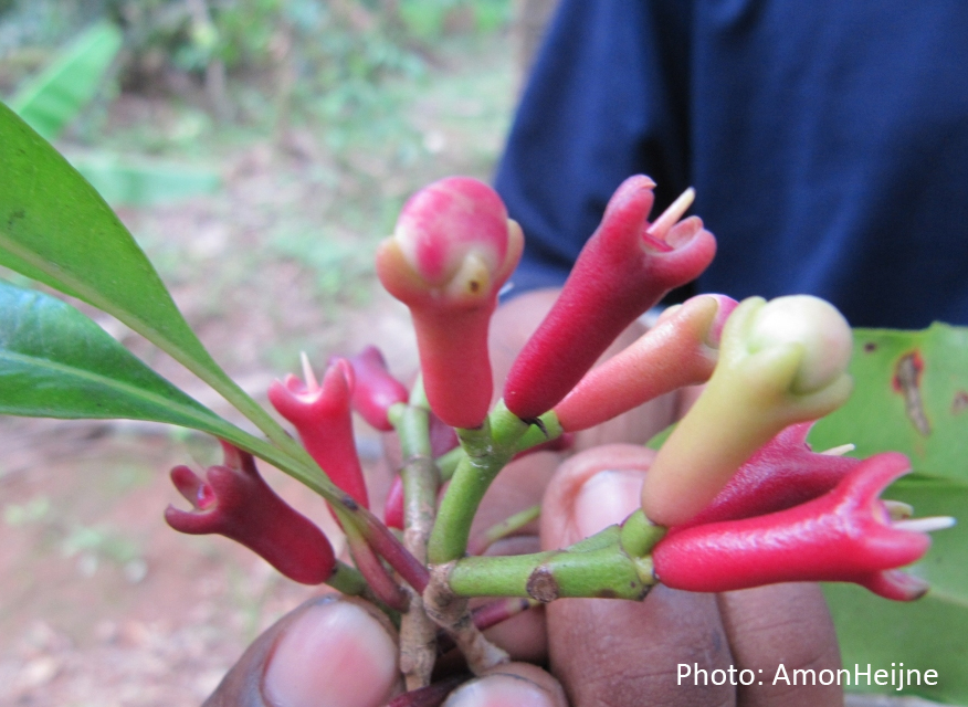 Tumbuhan Cengkeh: Klasifikasi, Ciri-ciri, Manfaat, dan Kandungan ...