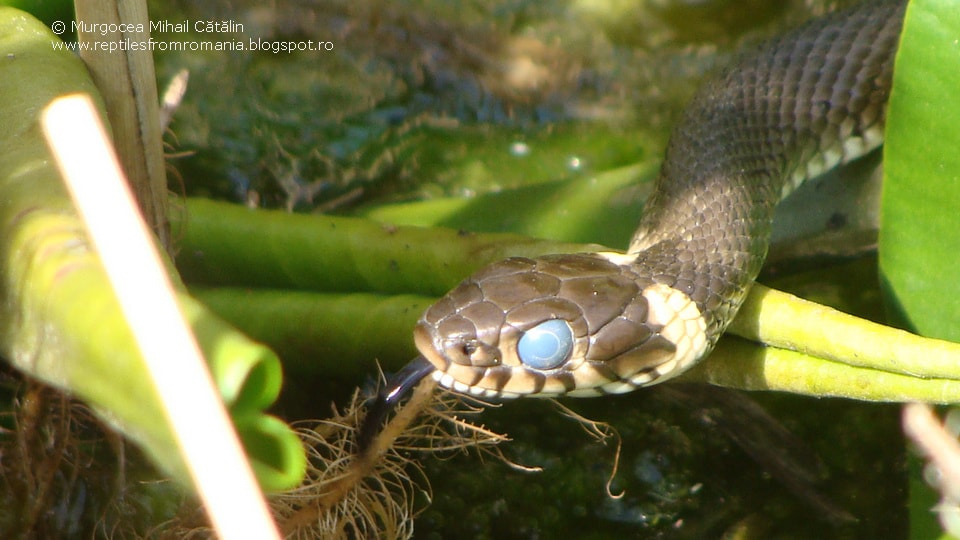 Reptiles from Romania: Natrix natrix