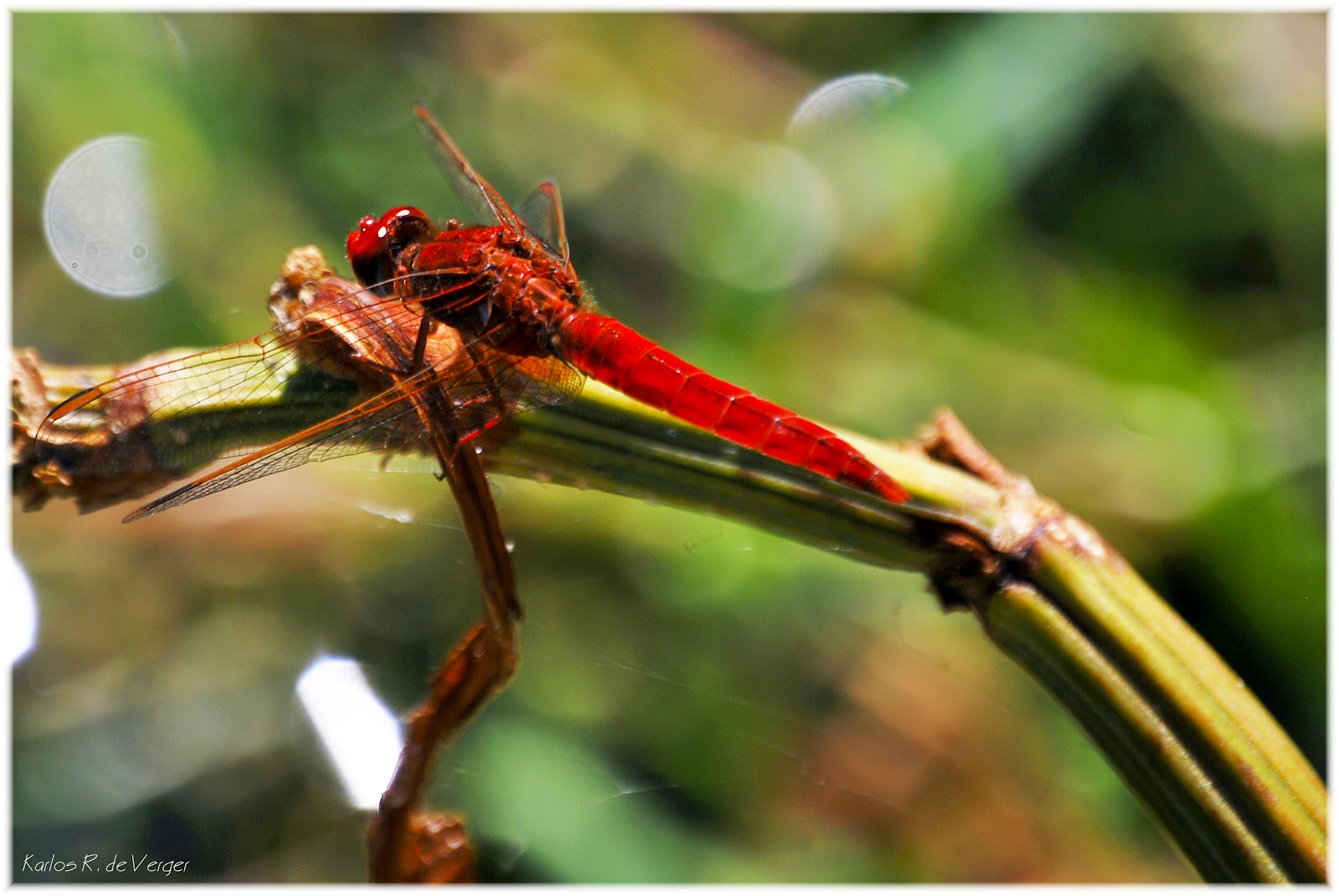 CAPTURANDO PIXELES: Libélula