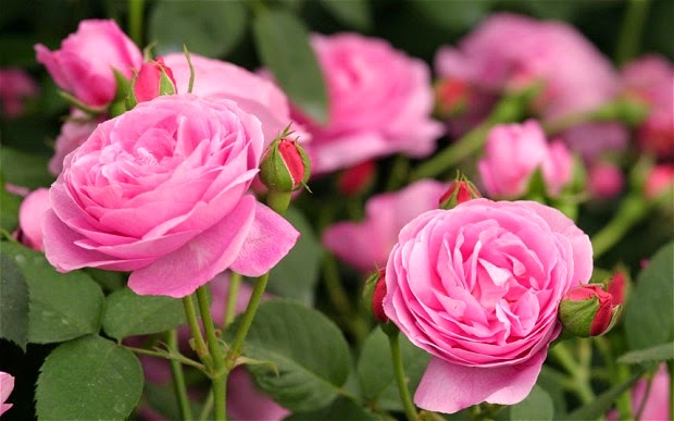 Infojelita: Apa Kelebihan Bunga Ros?