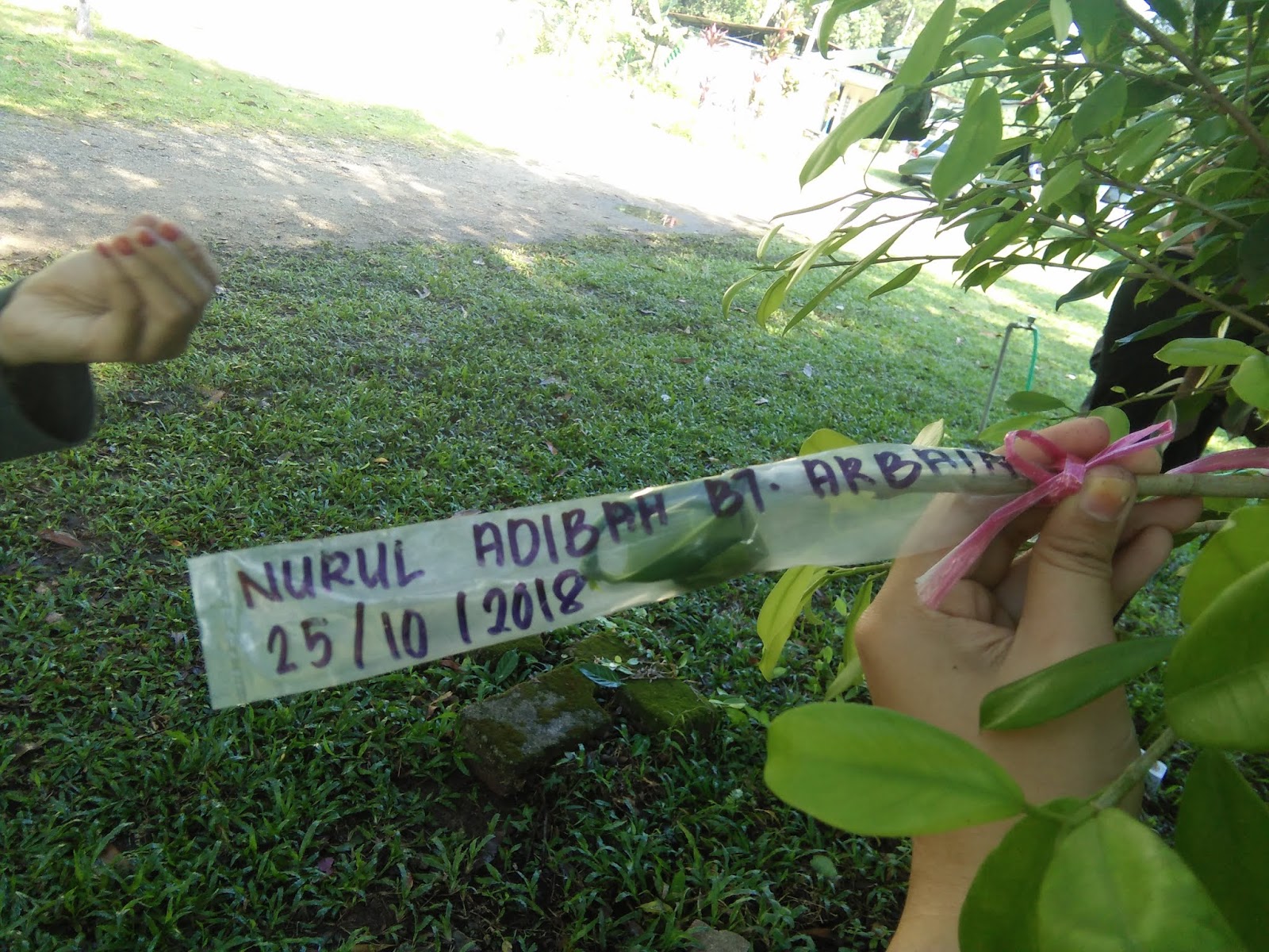 PEMBIAKAN VEGETATIF (BEBAWANG/BULBS) & CANTUMAN BAJI