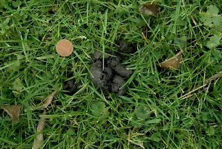 Backyard Beasts: Skunk diggings and droppings