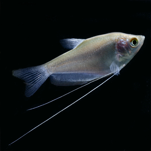 Le Gourami clair de lune (Trichogaster microlepis)