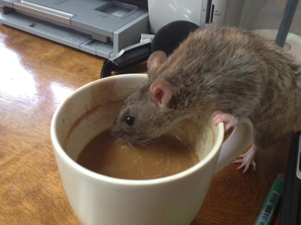 Dancing With Fey: Cute rat pics