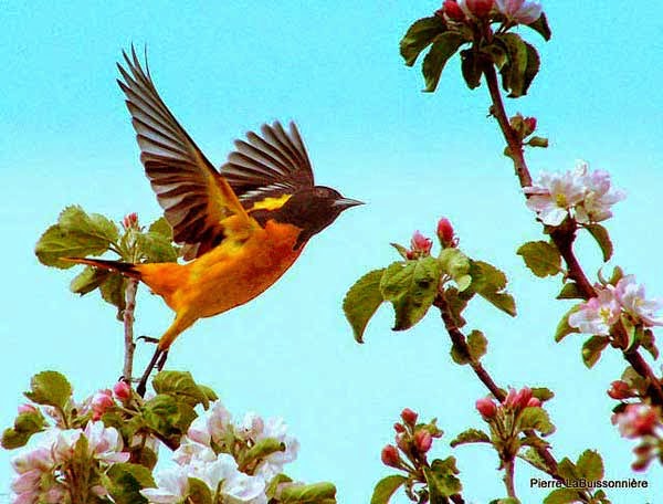 Cool Pictures, Images & Photos For Facebook: Awesome Birds Profile Pics