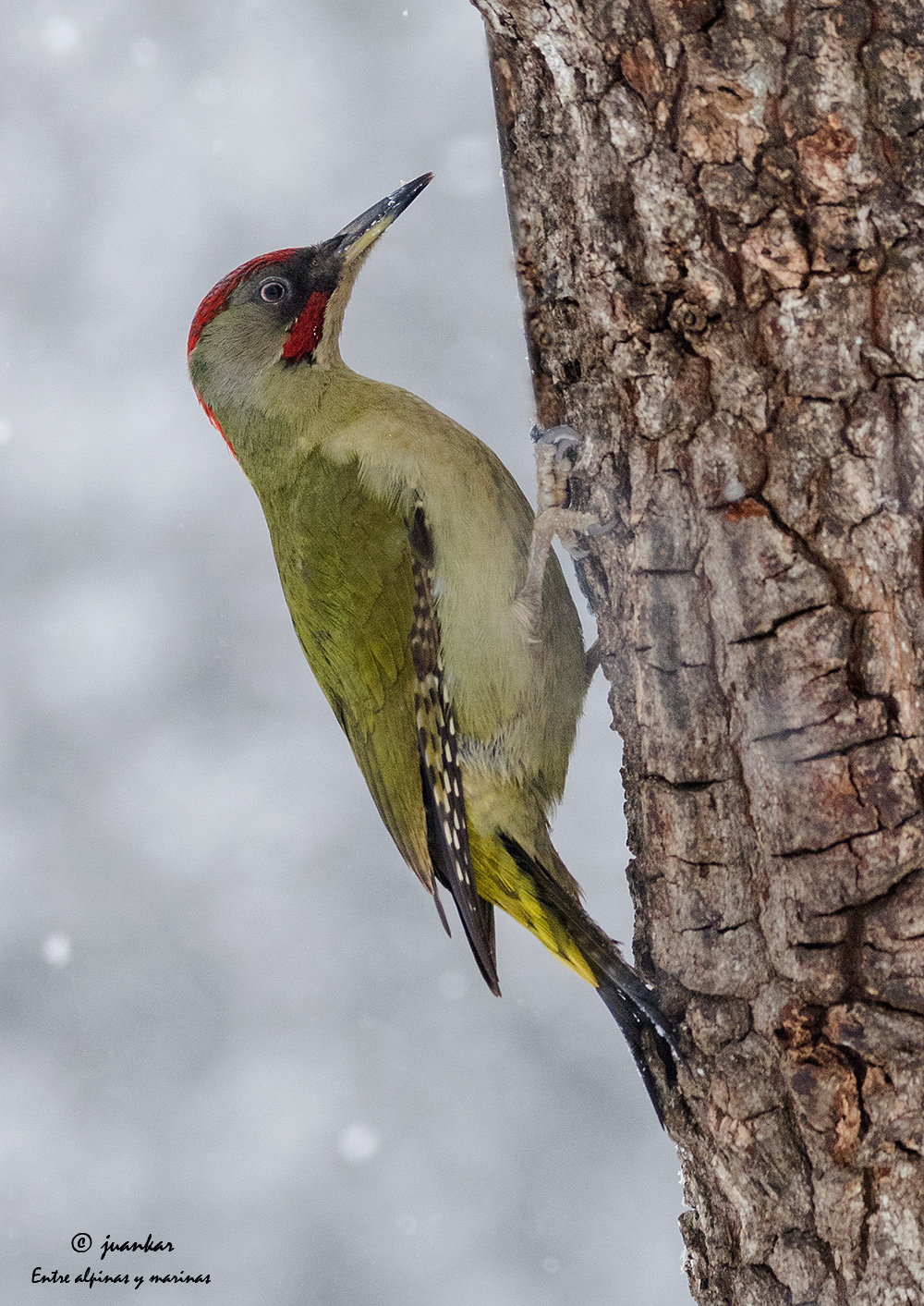 Entre alpinas y marinas.: Pito real en la nieve. Con AUGUR NATURE.