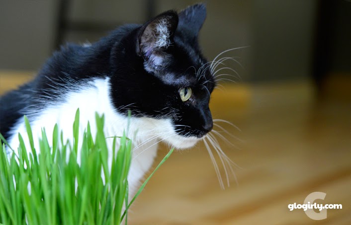 GLOGIRLY: Grow Your Own Kitty Grass Giveaway For You & Your Favorite ...