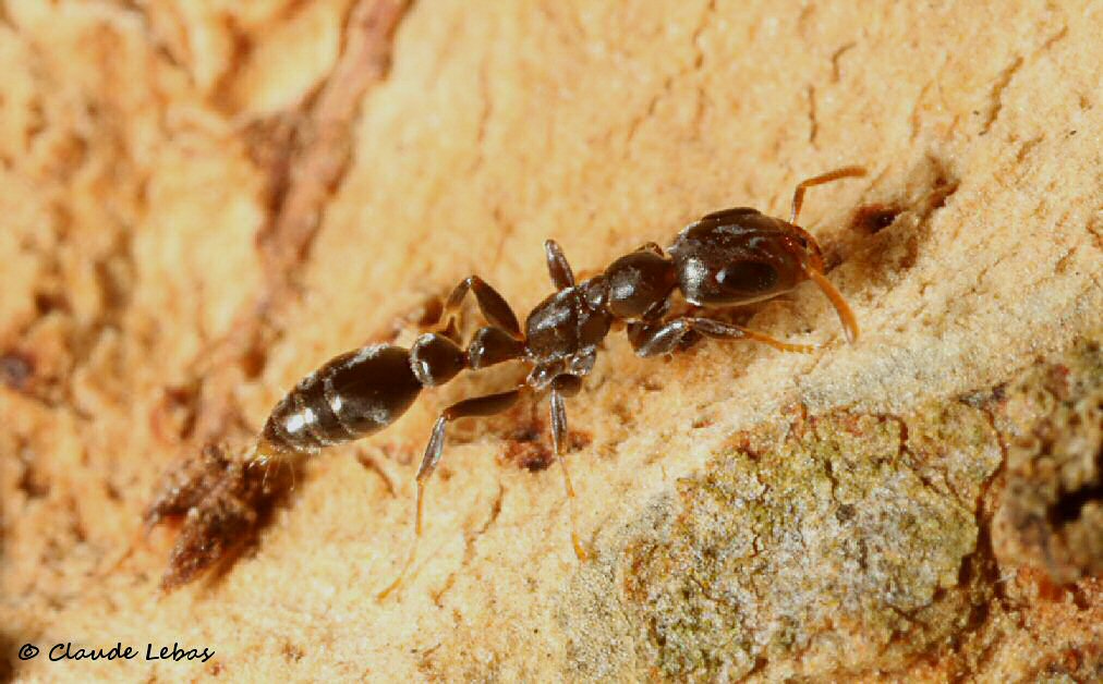 fourmis de Cuba- Hormigas de Cuba- Ants of Cuba: Pseudomyrmex cubaensis
