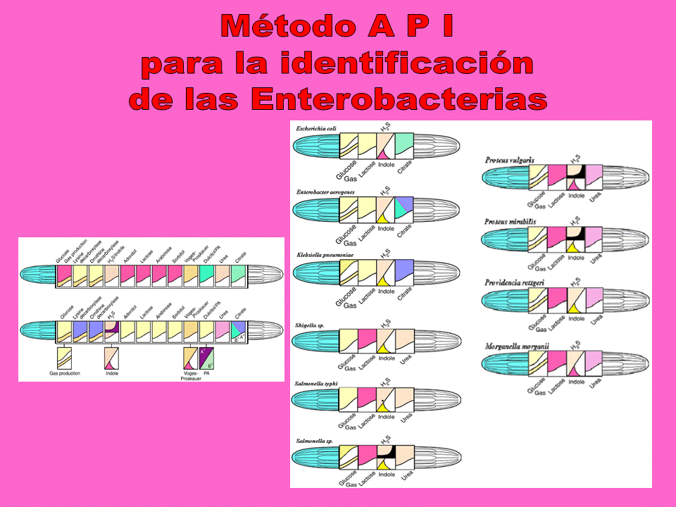 L810: ENTEROBACTERIAS