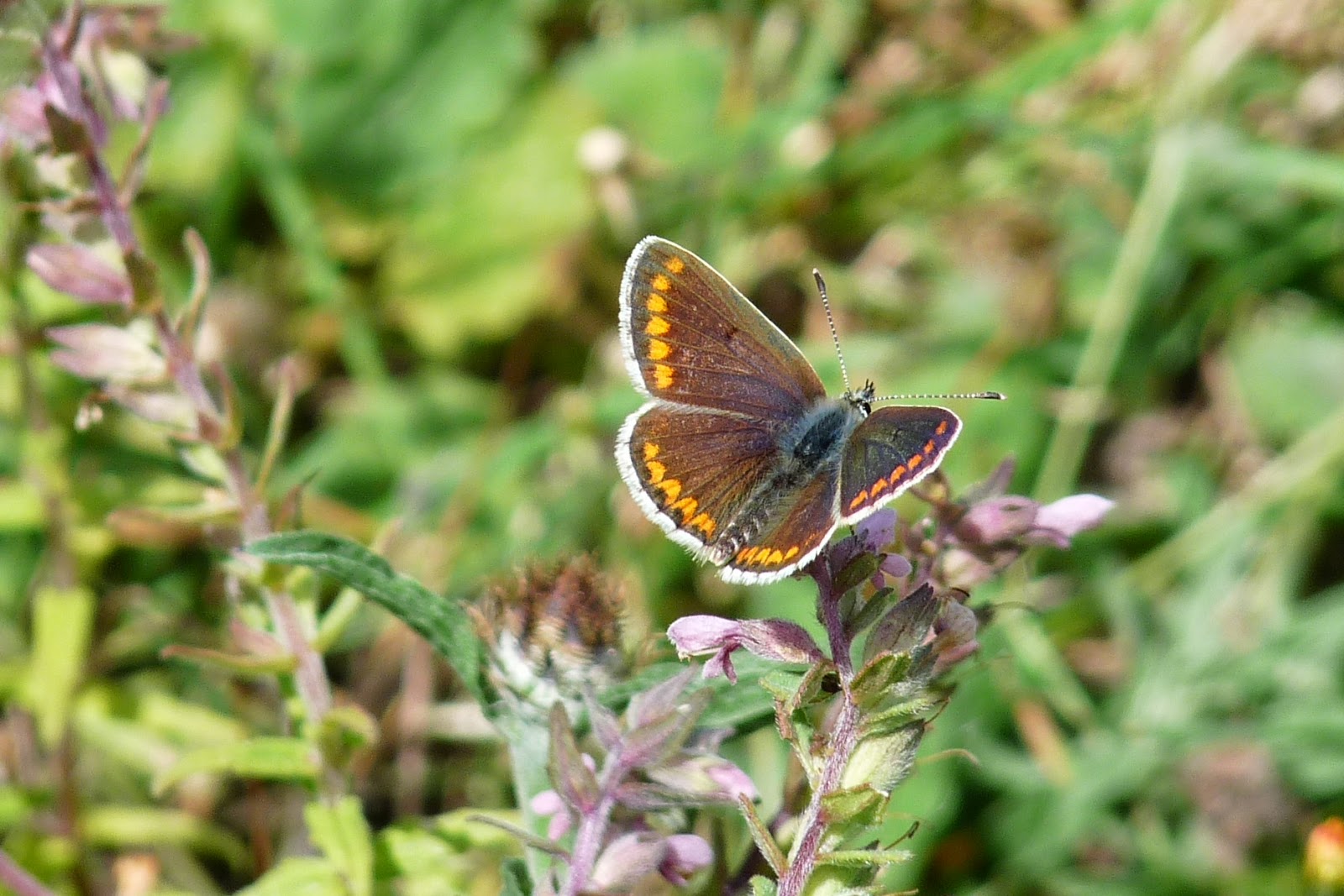 Northwest Norfolk Naturalists: Local butterflies