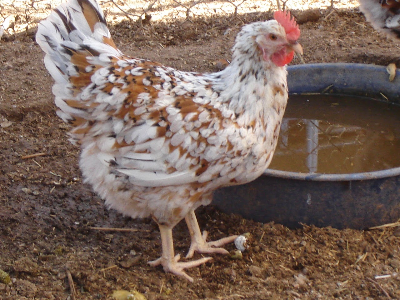 Aloha Chickens: A Small Summer Flock