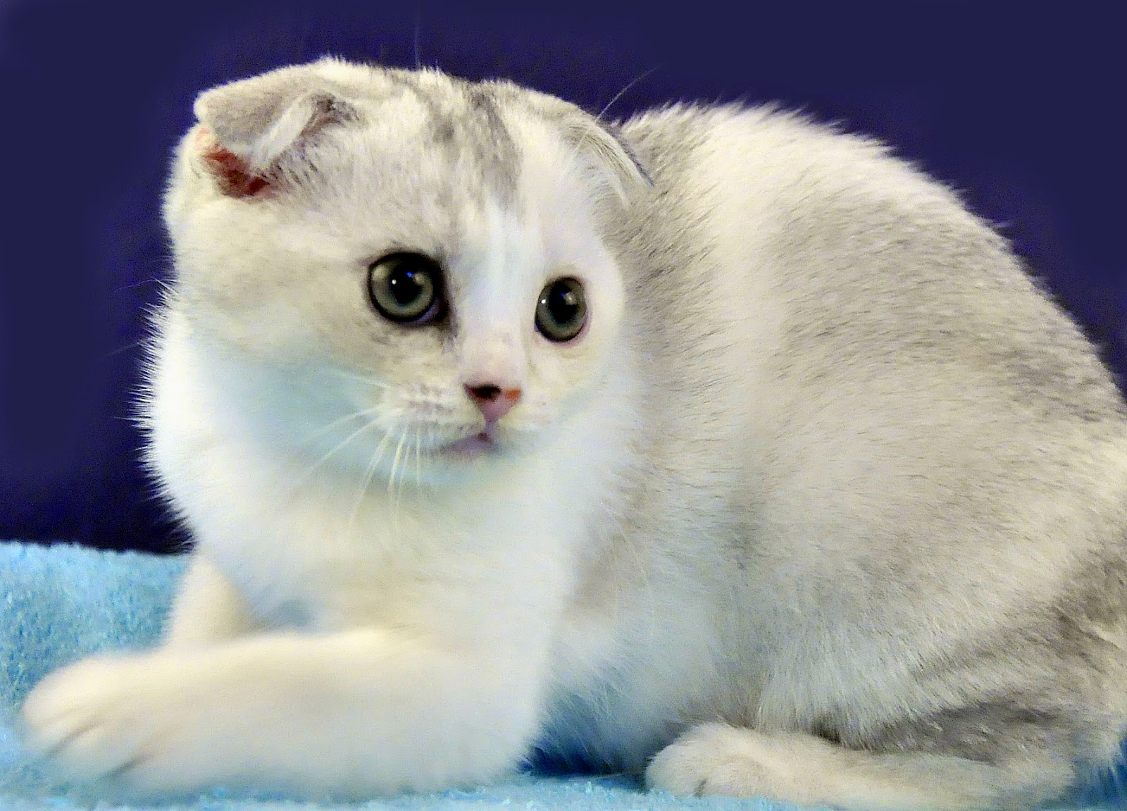 Inilah 5 Ras Kucing Peliharaan - ANNYEONG BOY