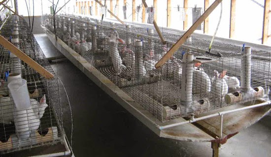 Agroformation: Rabbit Farming