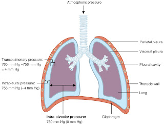 Dr. Saif ALaa ALqaisy: Respiration ((breathing) process and physiology