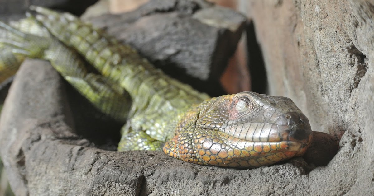 Some Hippy's Nature Photography: Chester Zoo - Part 5: Reptiles. Of ...