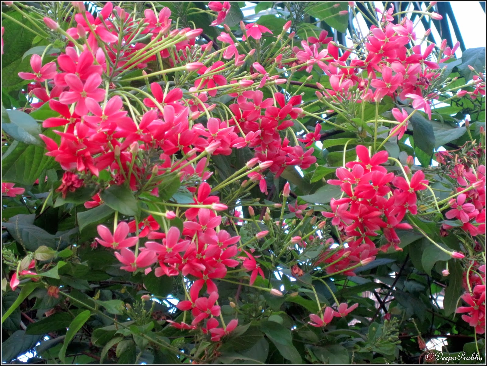Pink cassia flower/ Madhu Malti flower - Random Photography