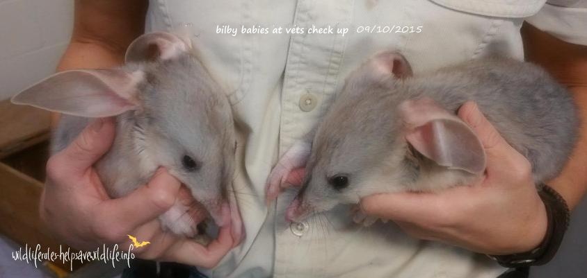 Bilby adult and babies 09/10/2015