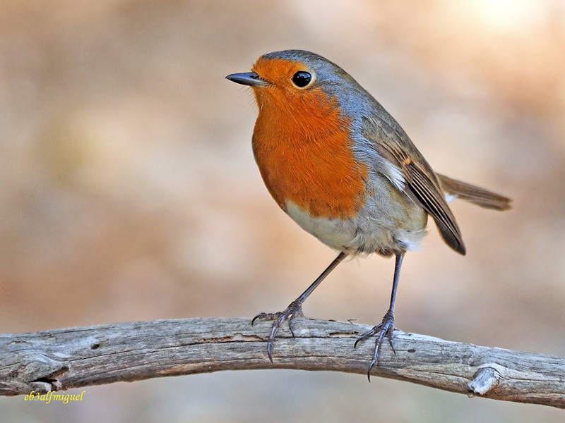 MIS AMIGAS LAS AVES: Petirrojo europeo (Erithacus rubecula)