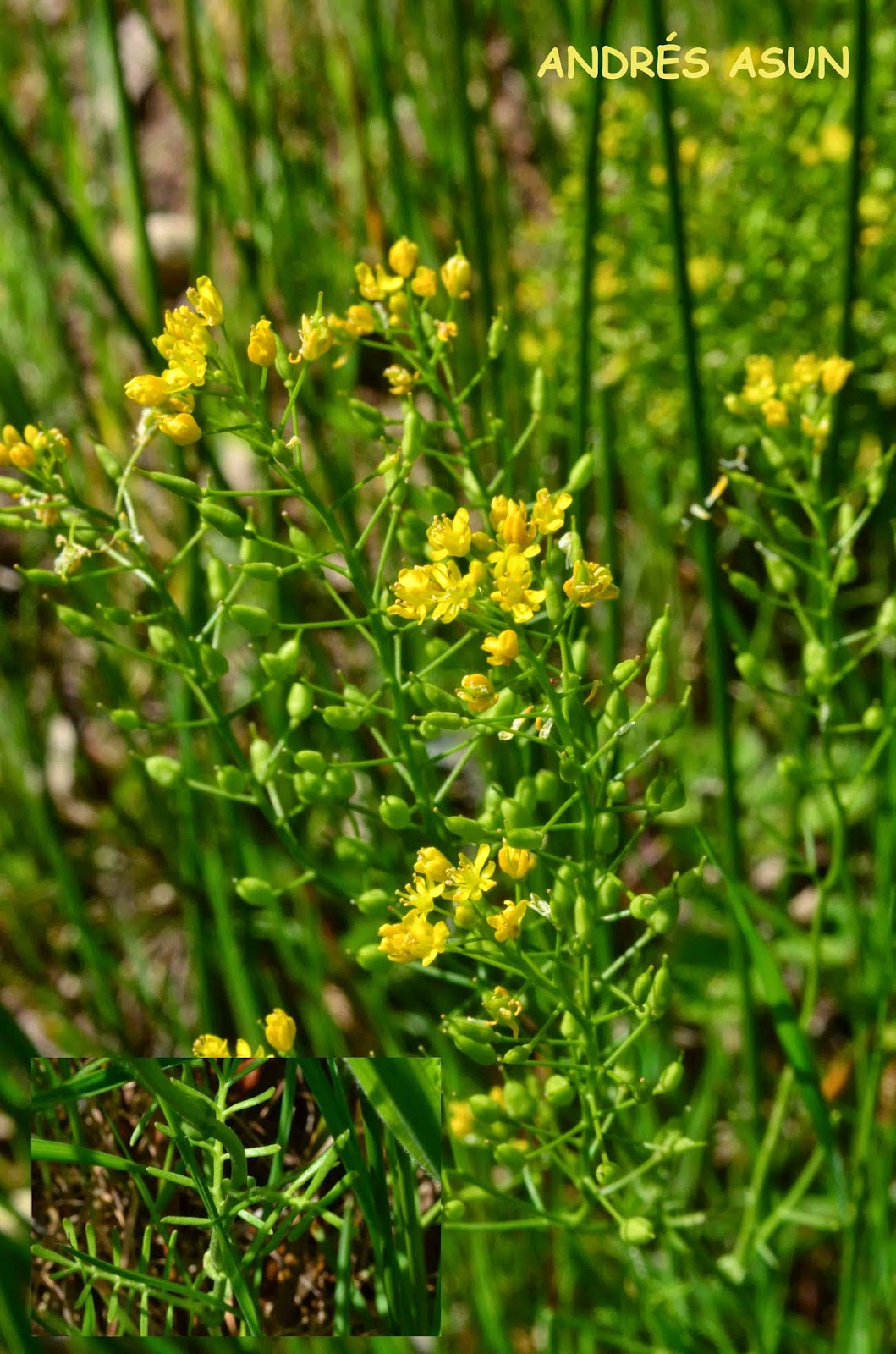 Flores silvestres de la Cordillera Cantábrica: CRUCIFERAS - Cruciferae