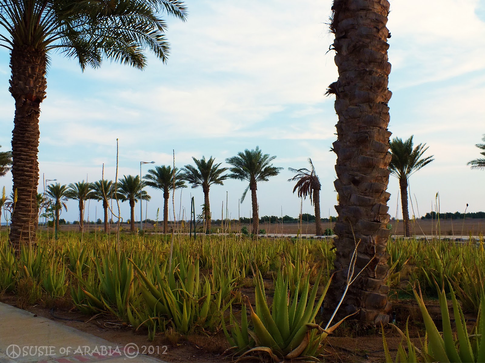 Jeddah Daily Photo: KAUST Entrance