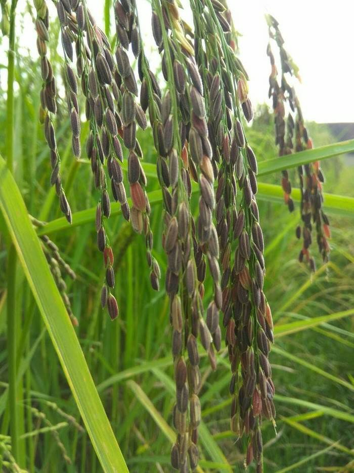 Benih Padi Beras Hitam Organik - Tani Makmur Nusantara