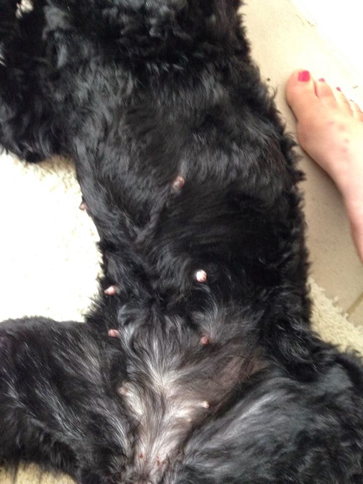 Scarlett the cockapoo's first pregnancy