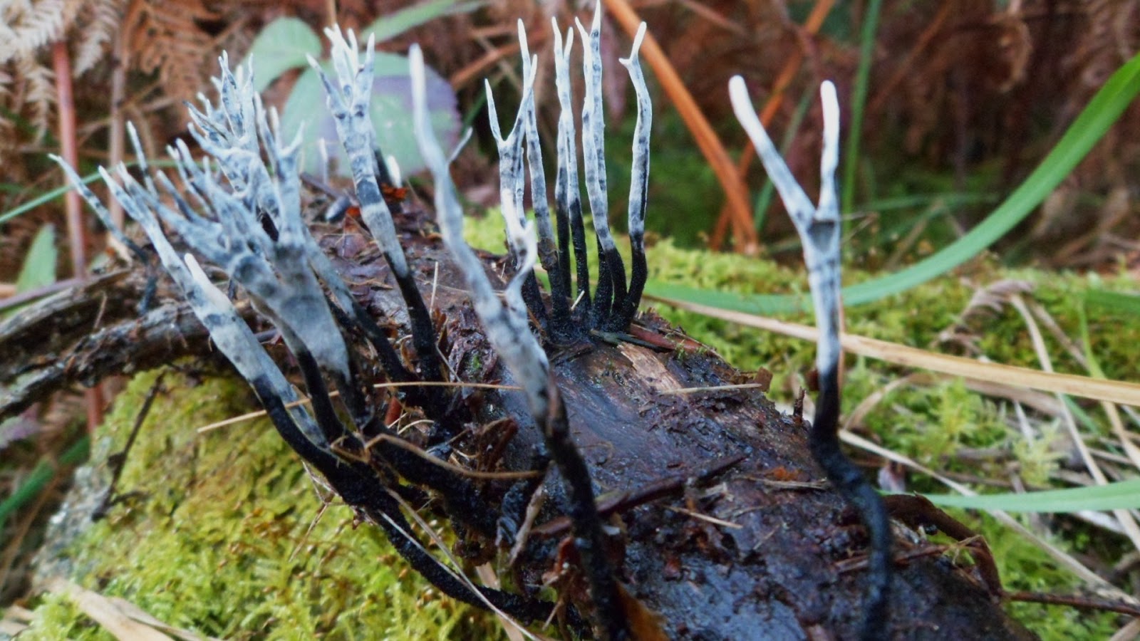 Un micólogo aficionado: Xylaria hypoxylon