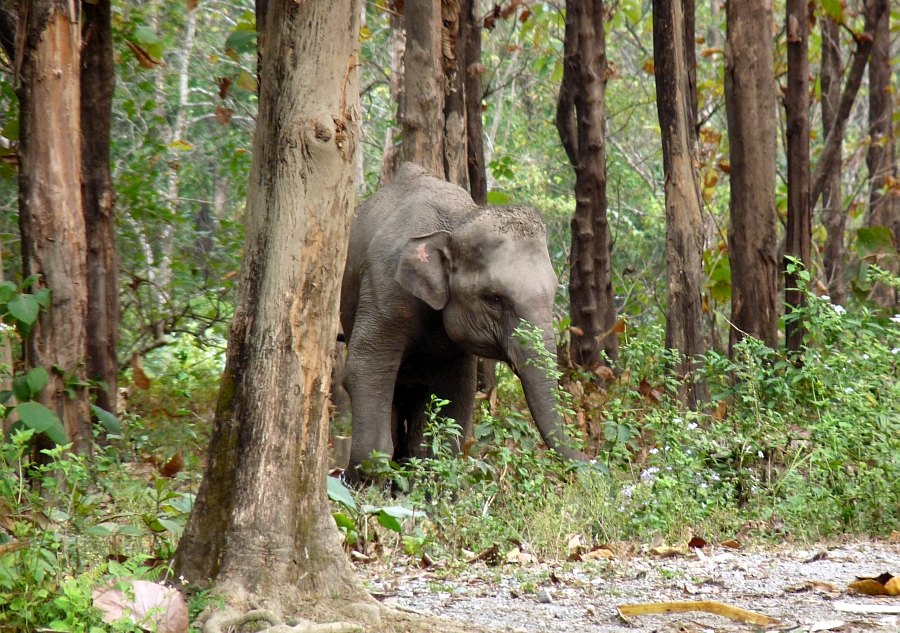 Buxa Forest | Beautiful Places