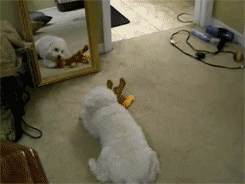 Inception Dog Gif