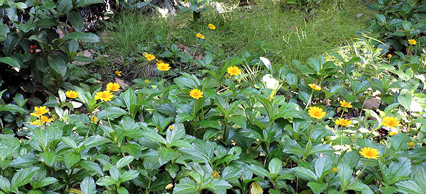 Left Field Wander: Our Wedelia