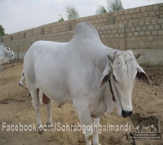 Sohrab Goth Gai Mandi Photos Gallery: Dilpasand Cattle Farm 2012