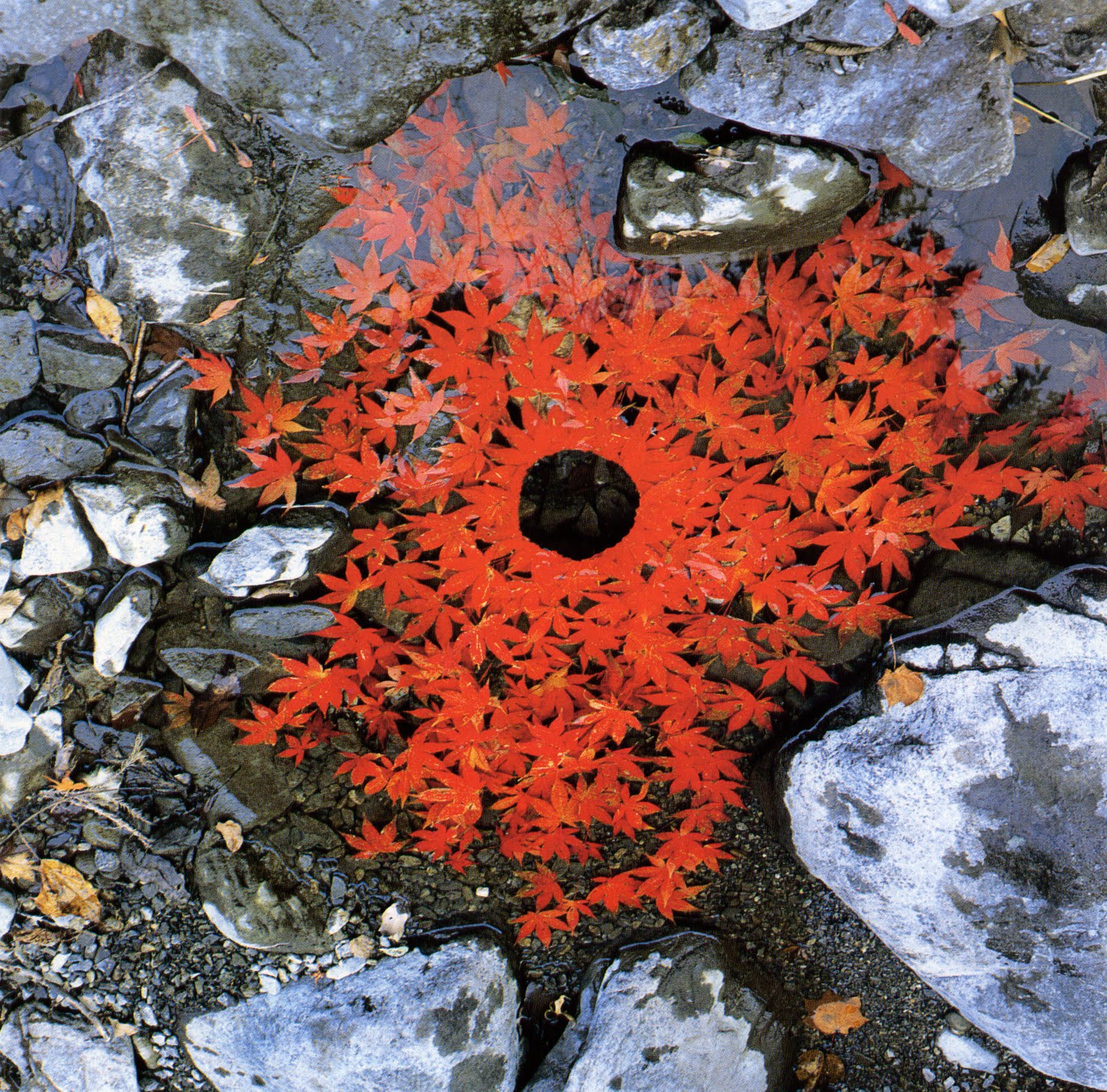 The Solace of Beauty: Beauty in art: Andy Goldsworthy