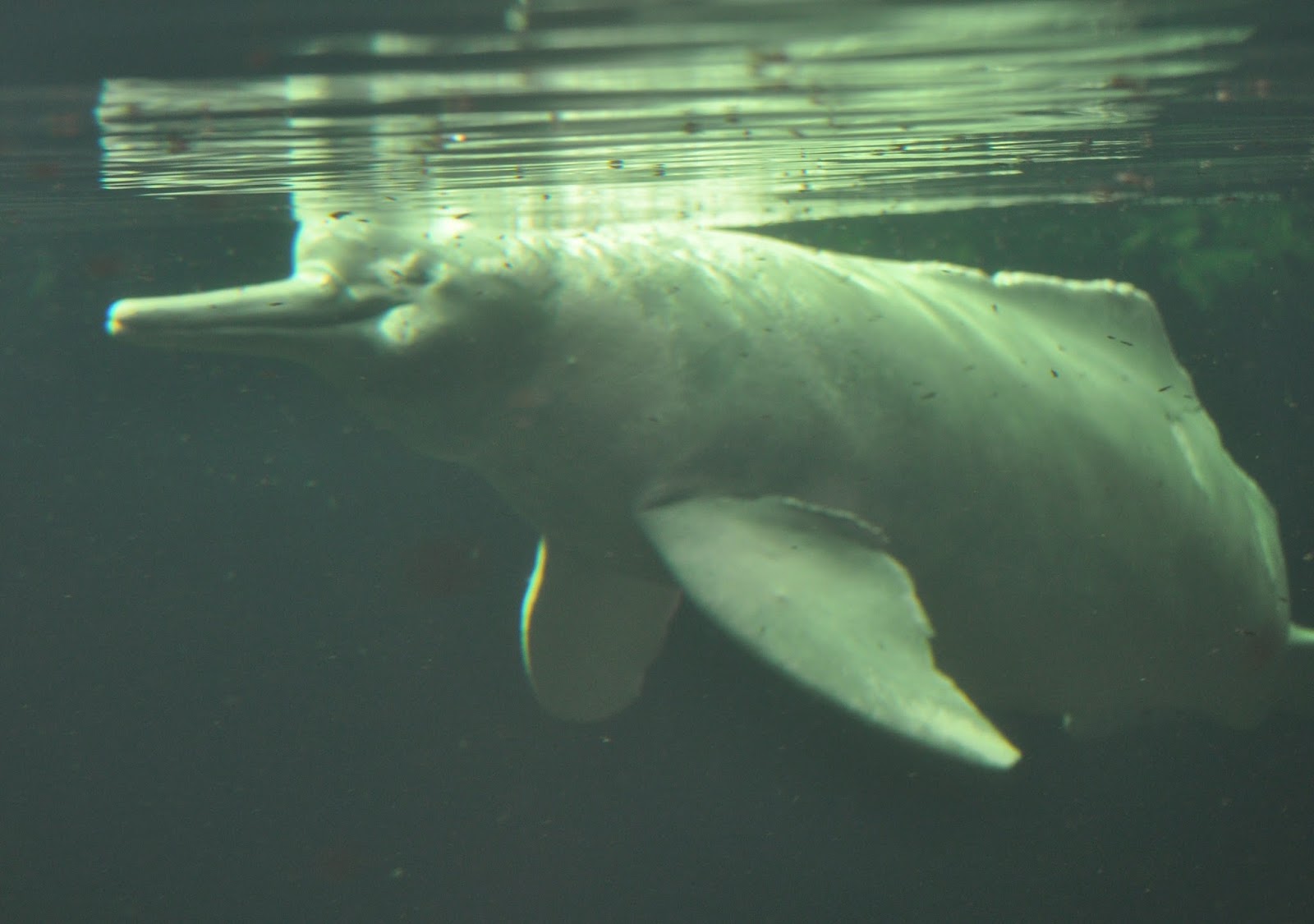 ZOOTOGRAFIANDO (6.100 ANIMALS): DELFÍN DEL AMAZONAS / AMAZON RIVER ...