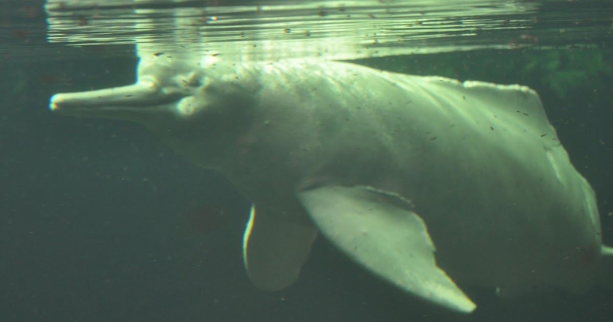 ZOOTOGRAFIANDO (6.100 ANIMALS): DELFÍN DEL AMAZONAS / AMAZON RIVER ...