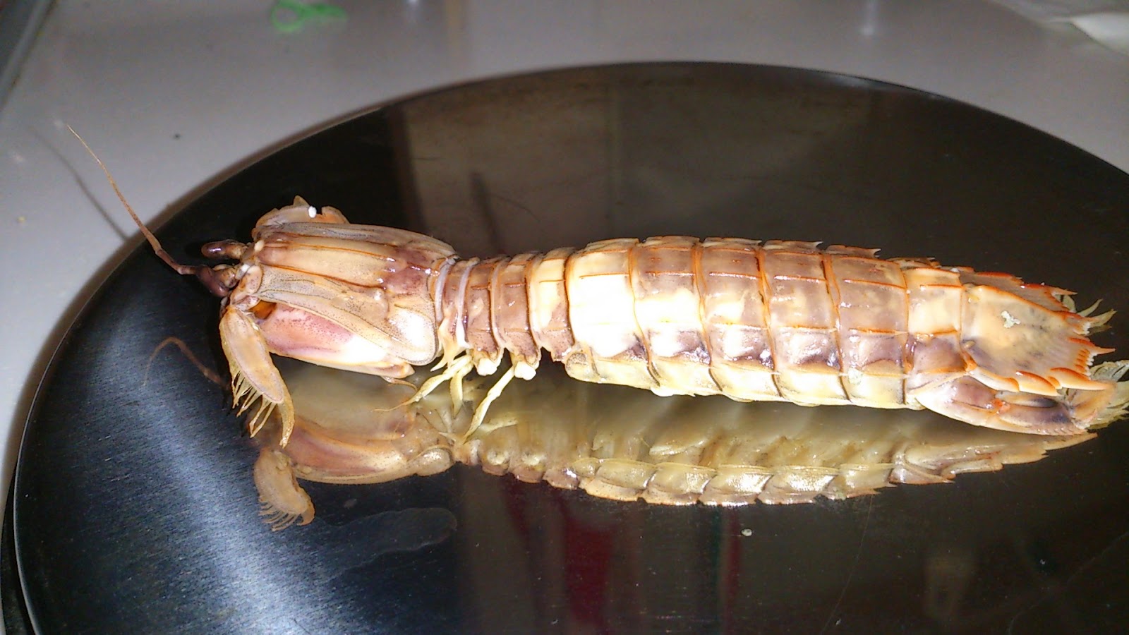 talk-hokkaido: Alien