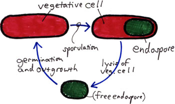 Vegetative Cell