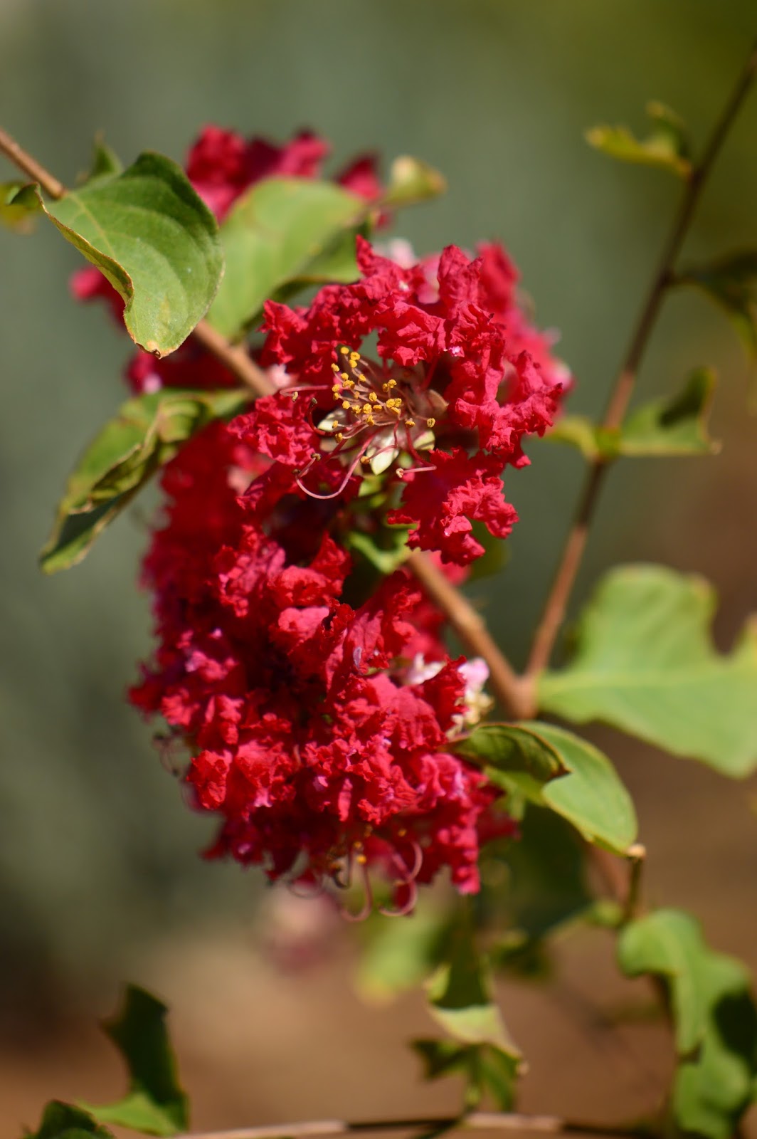 A Small, Sunny Garden: A Bit of Dynamite for the Garden