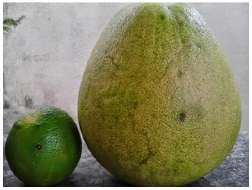 LARANJA GIGANTE SEM SEMENTE NO TOCANTINS ~ Restauranter