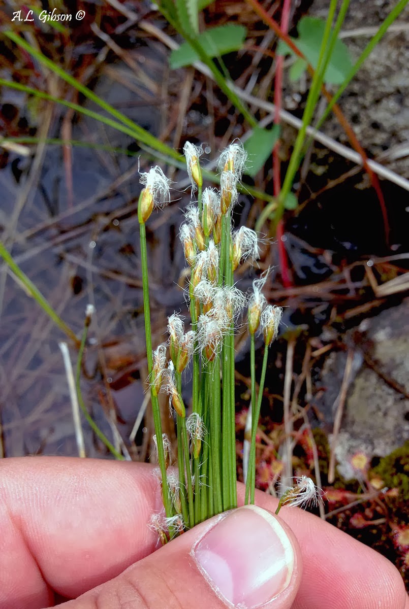 The Buckeye Botanist: Showcase on the Sedges (Cyperaceae)