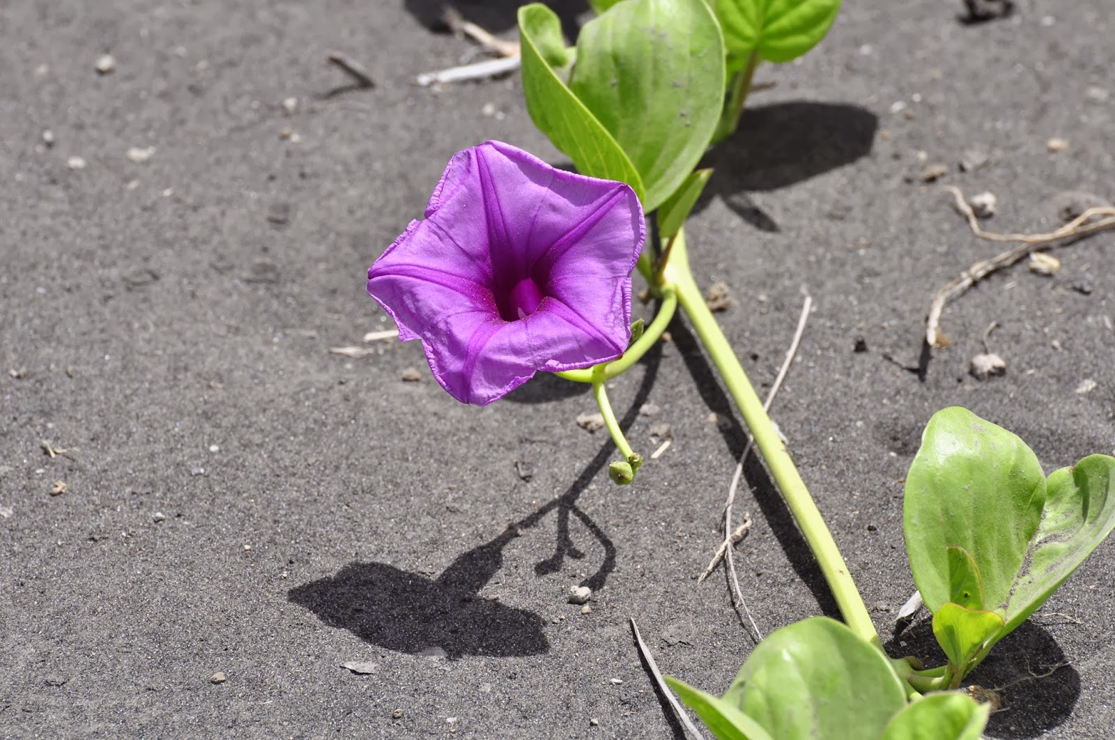 Viva la Voyage: Rabaul, Papua New Guinea