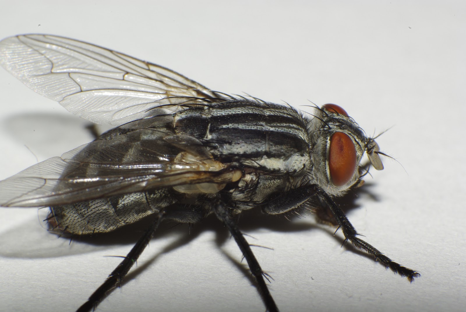 EL OJO DE SAUROOM: Macro de un moscón